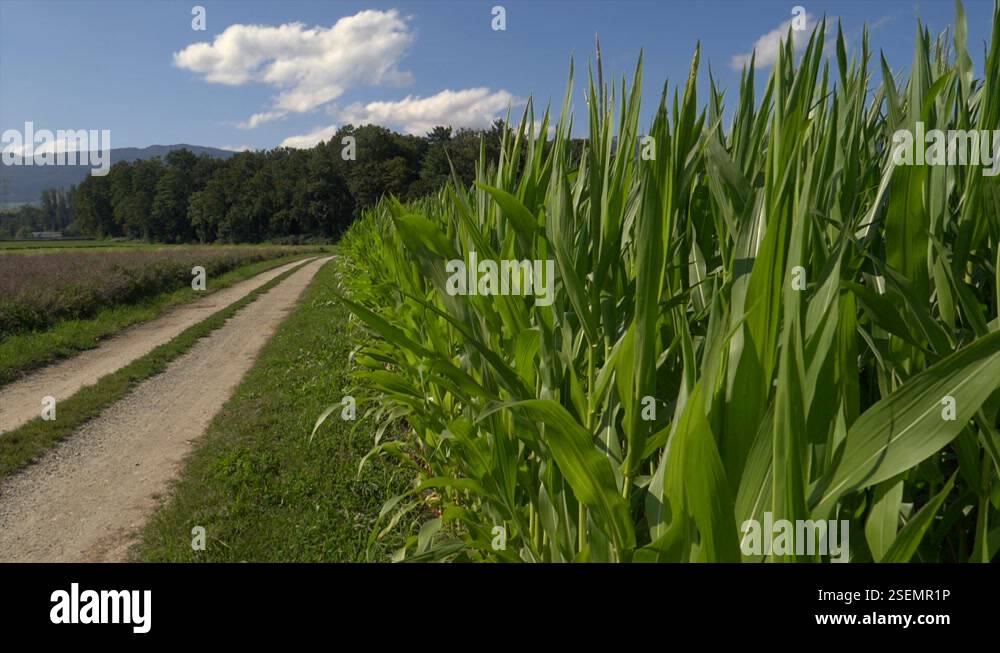 Slow dolly forward shot of organic growing maize field and countryside ...