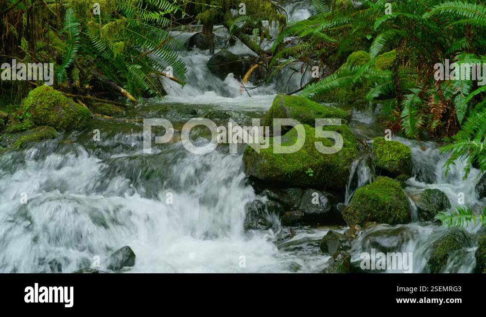 8K lush river shots by Canon Beach Oregon with ambient sound Stock ...