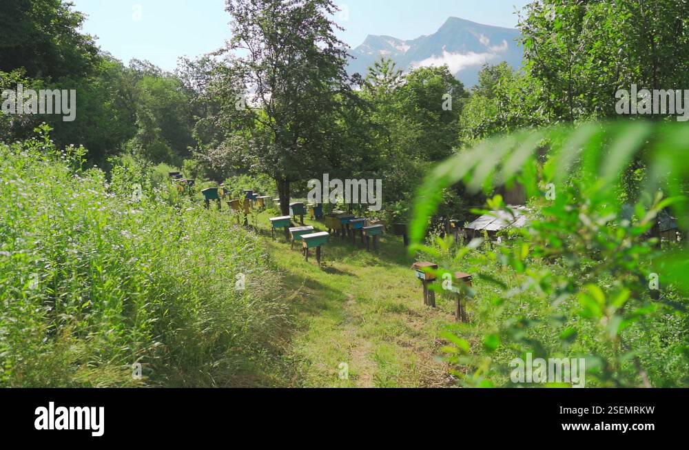 Bee houses in the valley in highlands. Swarm of bees collects honey in ...