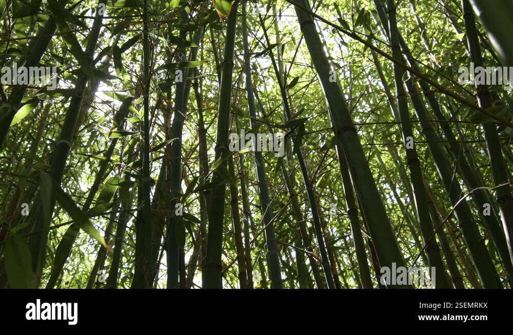 Bamboo canes Stock Videos & Footage - HD and 4K Video Clips - Alamy