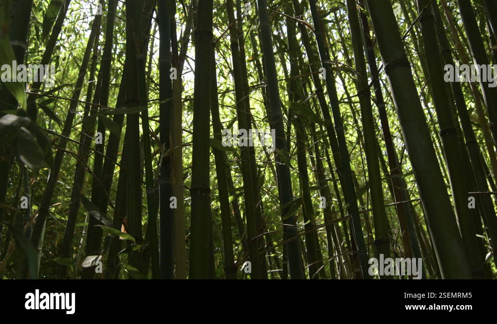 Tropical forest of bamboo canes Stock Video Footage - Alamy