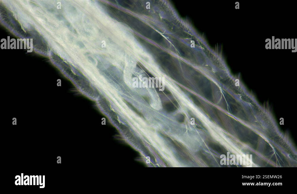 worm-like larva of a fly midge insect of the order Diptera under a ...