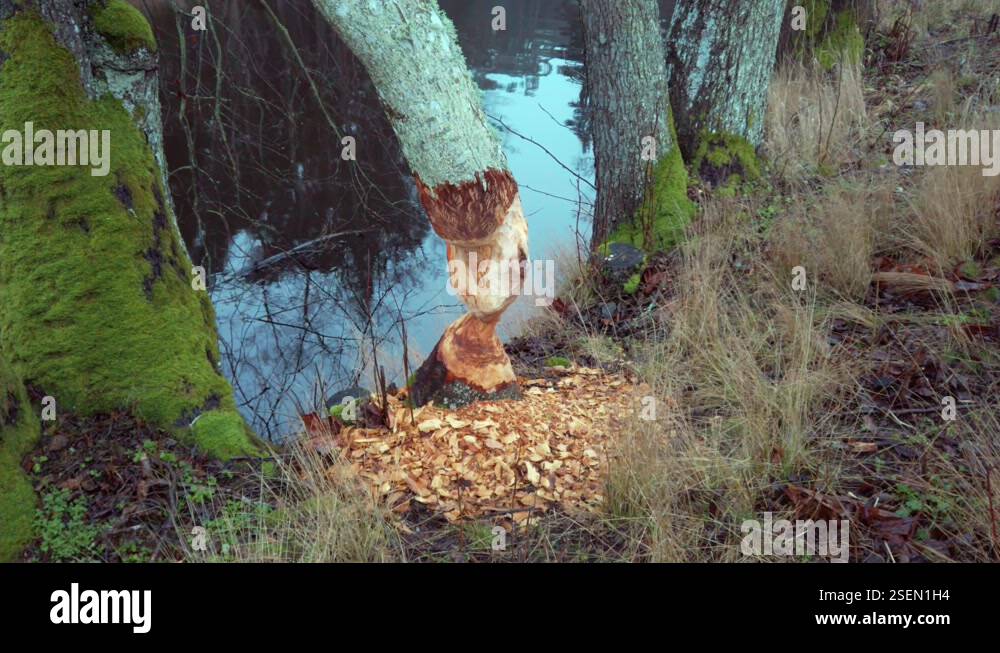 Estonia, Lahemaa National Park, Altja leaned tree eaten by a beaver ...