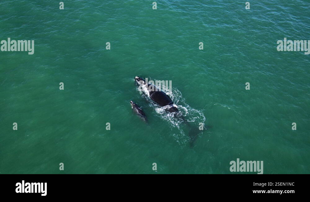 Southern Right Whale's logging; mother and calf, overhead wide shot ...