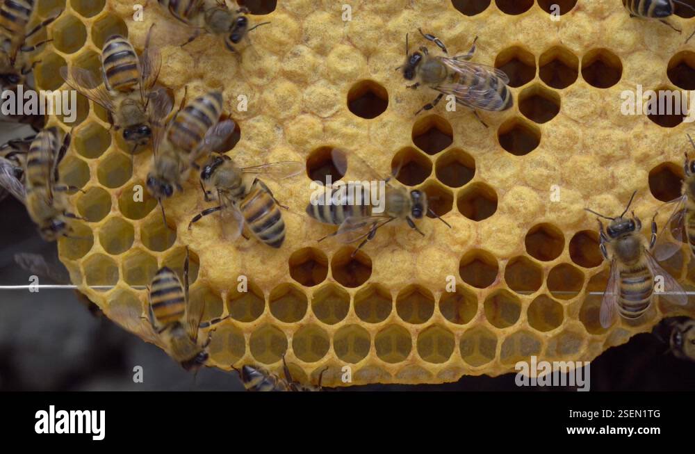 Bee brood frames are composed of brood at various stages of development ...