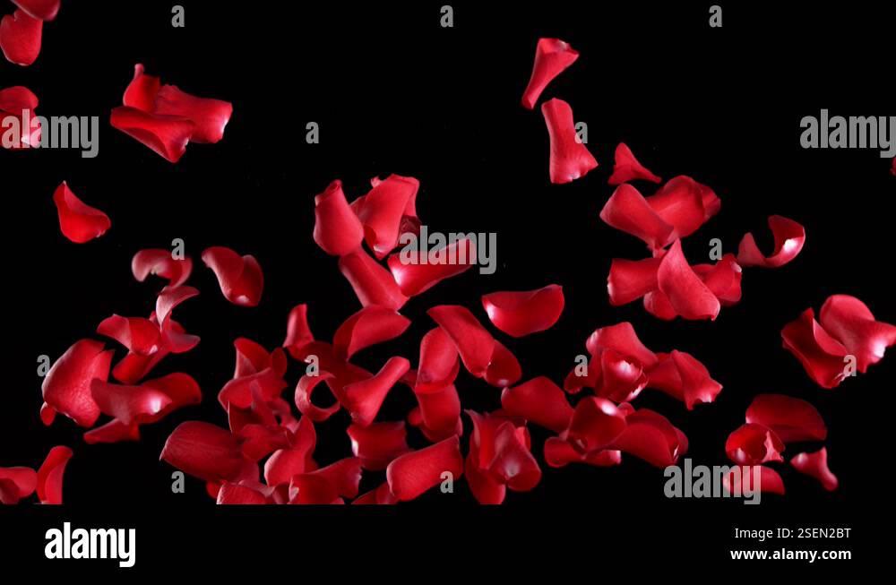 Super slow motion of flying rose petals on clear black background Stock ...