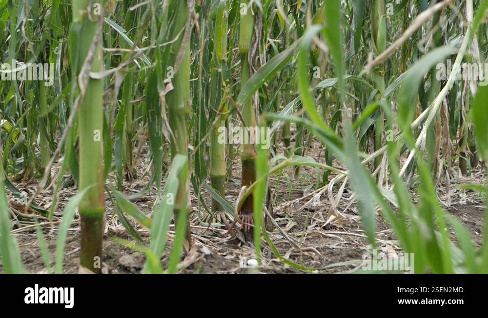 Roots from a destroyed corn plant, dead leaves wave in wind, natural ...