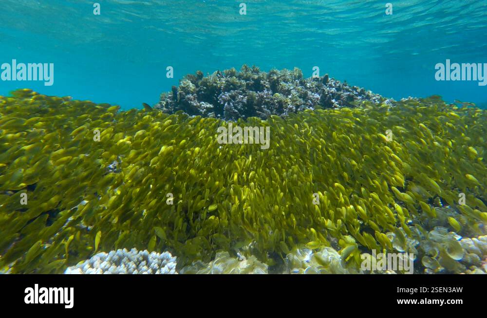Massive school of juvenile Rabbitfish in shallow water swims over coral ...