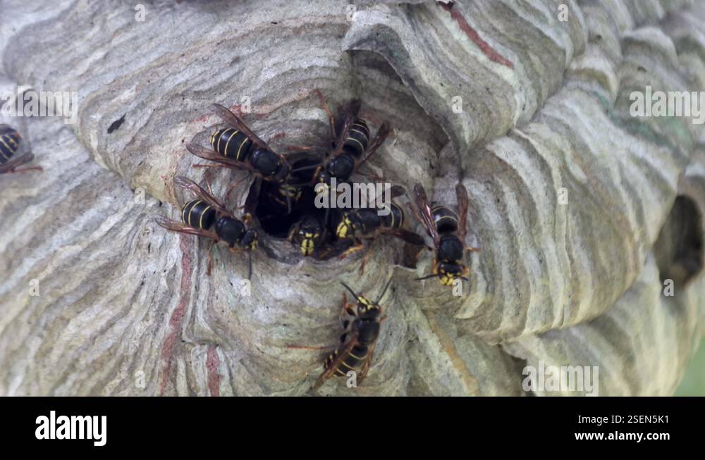 wasp's nest is hanging on a tree and wasps Stock Video Footage - Alamy