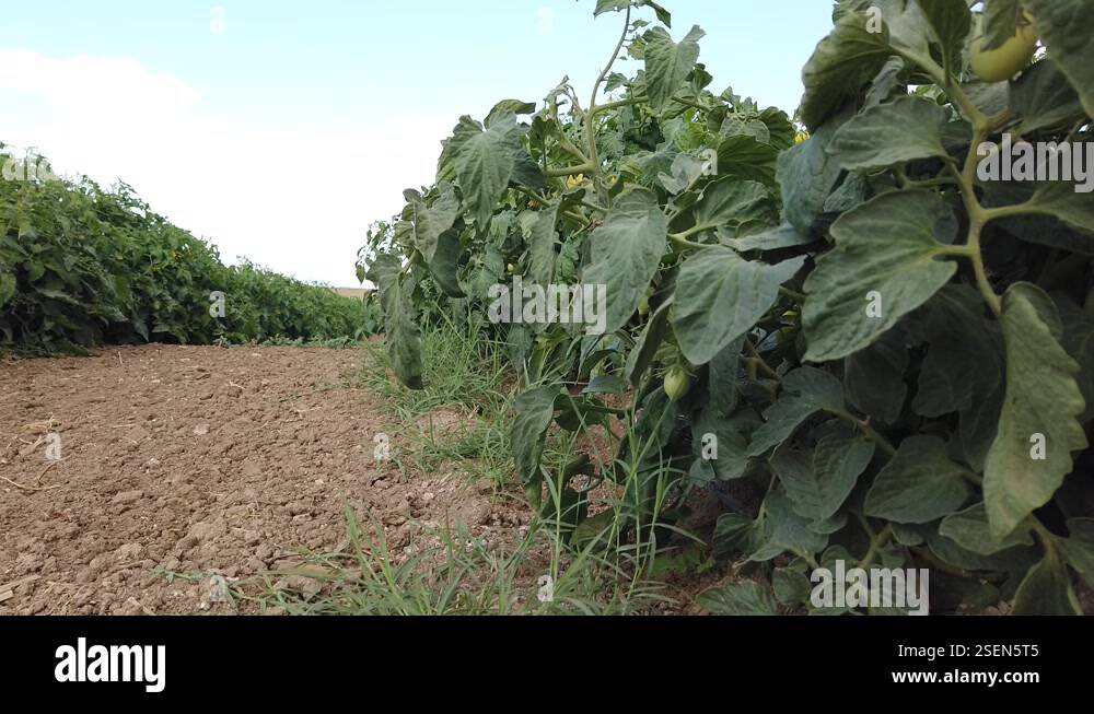 Line of Tomato Bushes in the Field Stock Video Footage - Alamy