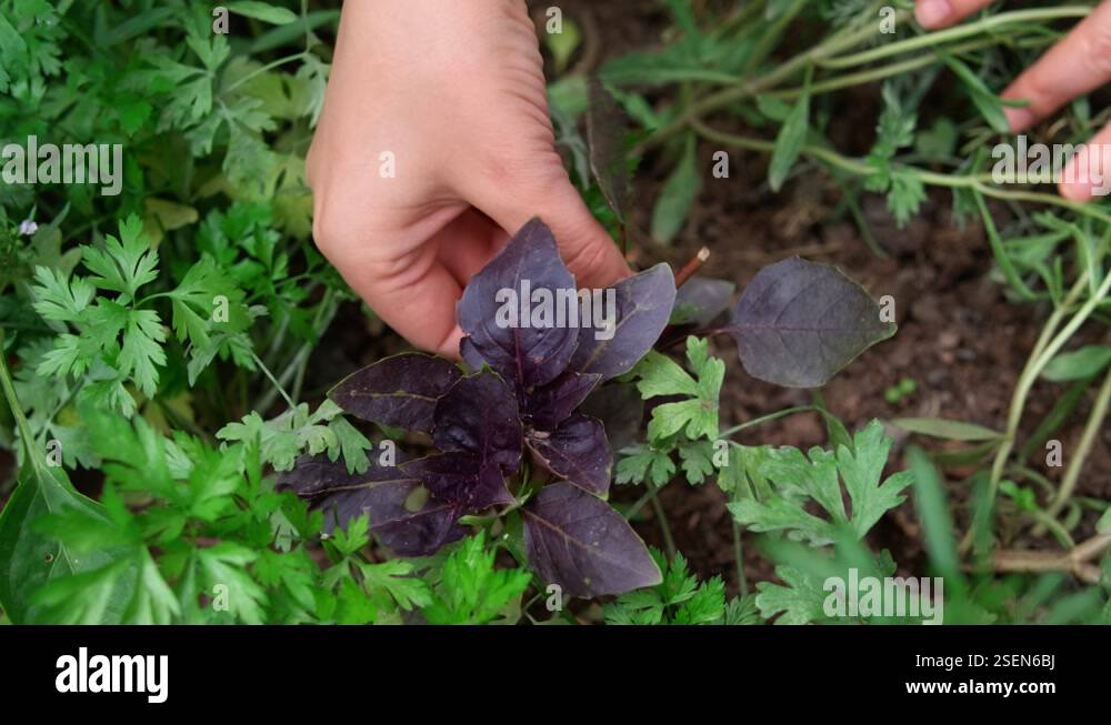 Women's hands collect greens from the garden. Eco food concept. Closeup ...