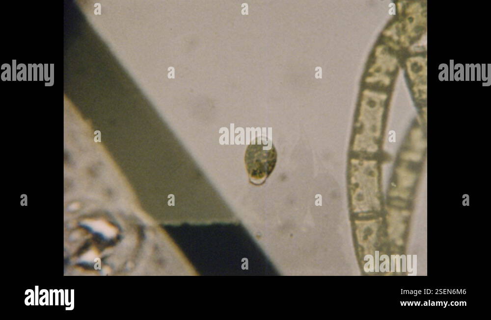 1950s: Microscopic view of algae cell moving, reproducing new cells ...