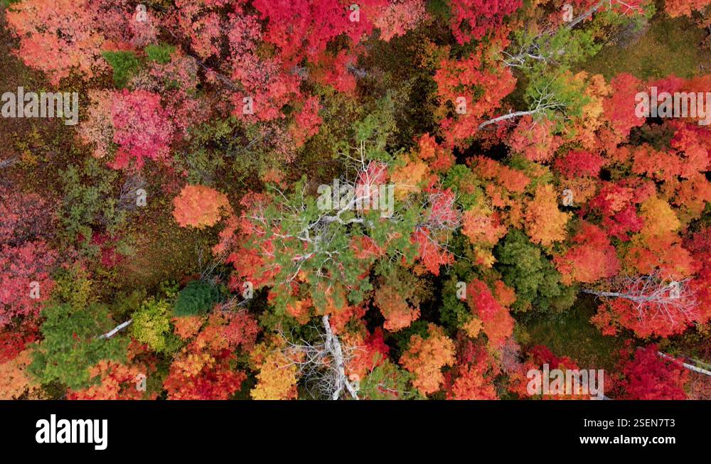 Flying over a forest with the trees turning their fall colors Stock ...