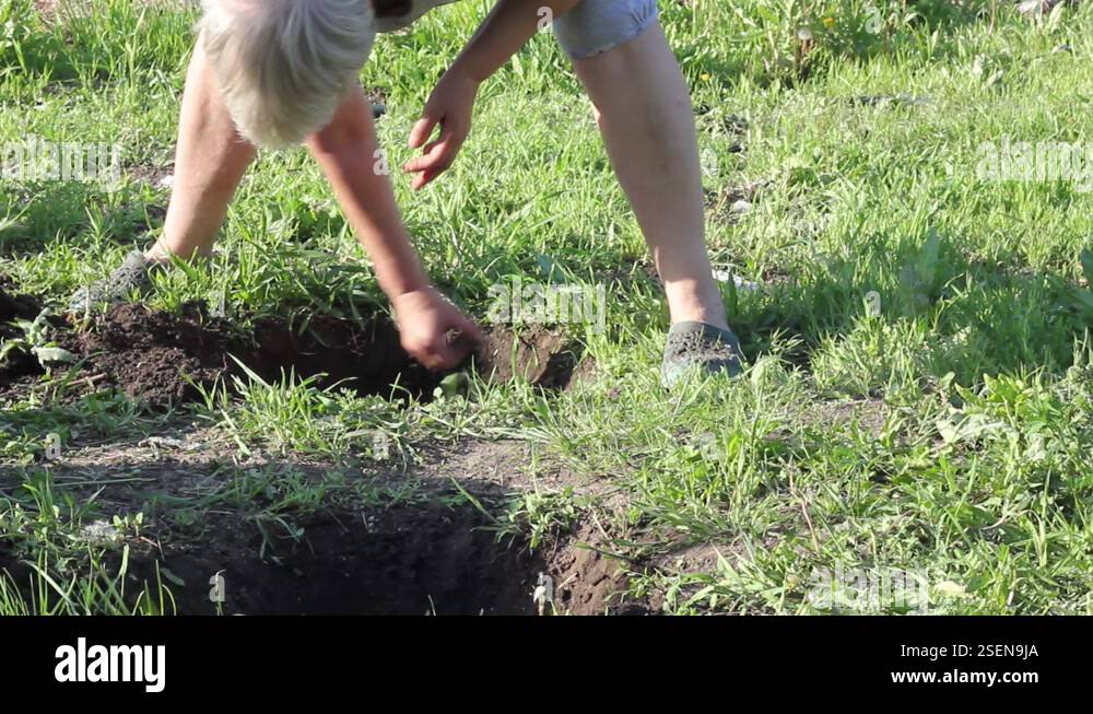 woman planting a young juicy green plant of a grape vine in a hole on a ...