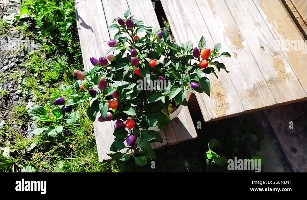 Aladdin pepper Stock Videos & Footage - HD and 4K Video Clips - Alamy
