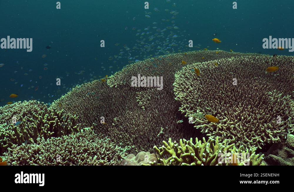 Coral reef with big table corals and reef fishes, wide angle static ...