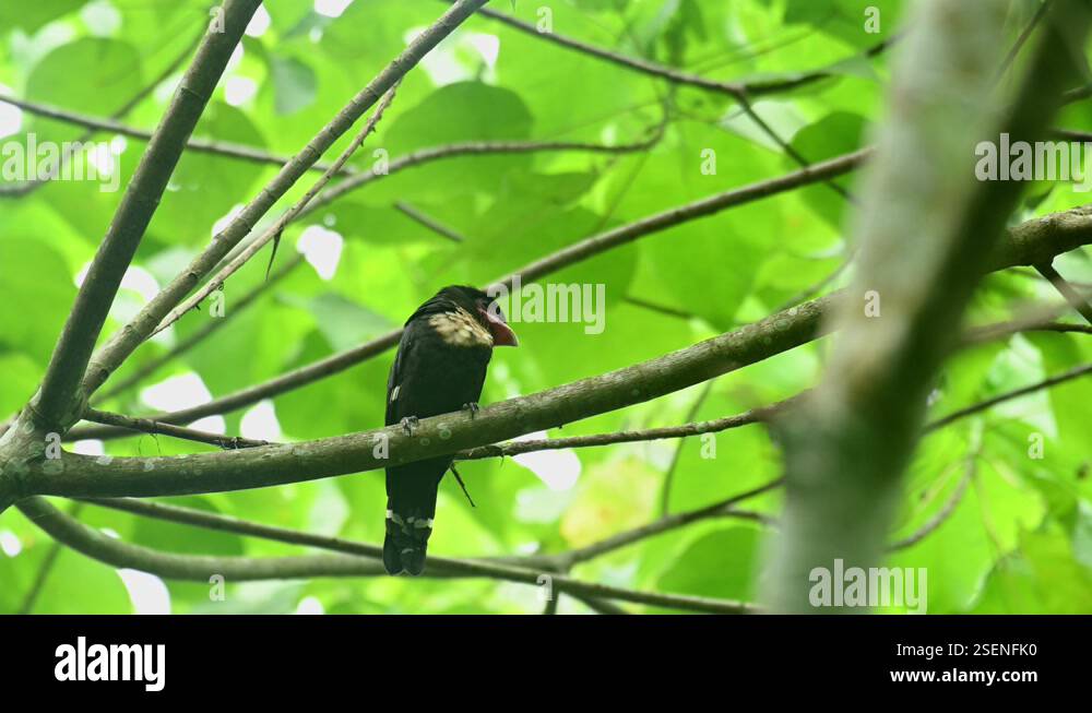 Dusky Broadbill, Corydon sumatranus, UNESCO World Heritage, Kaeng ...