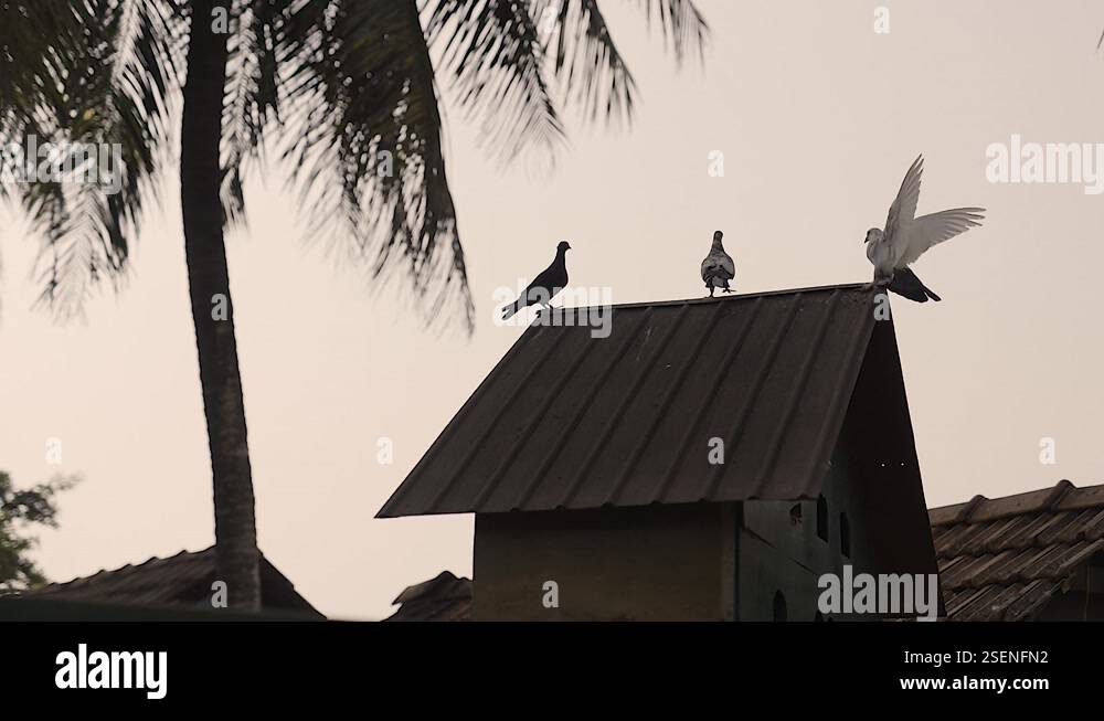 Scene with pigeons landing on roof of dovecote in late afternoon ...