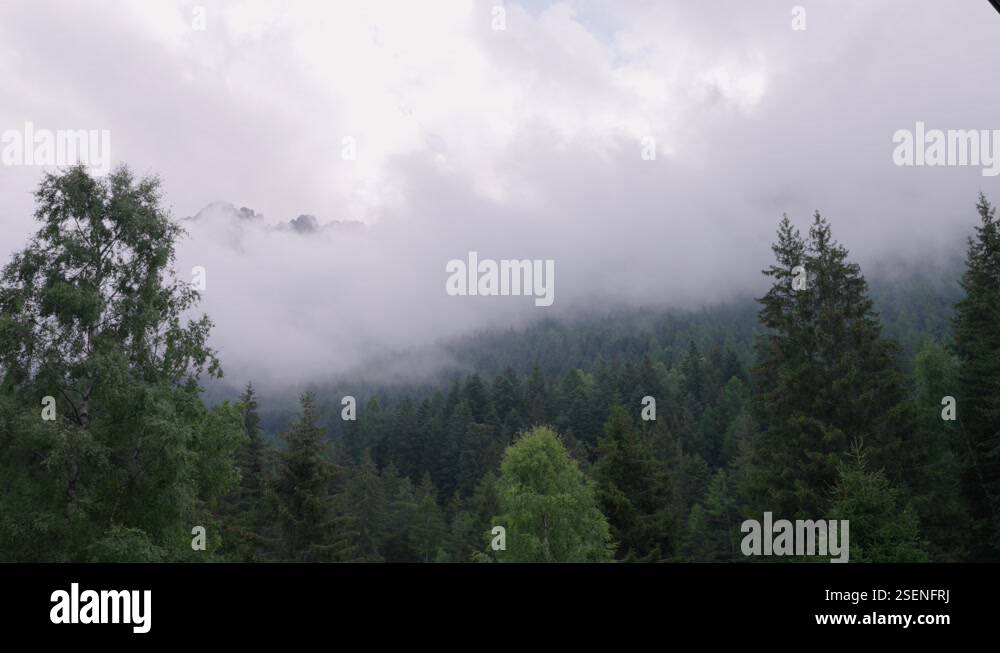 Fog cloud slowly moves towards the treetops of the forest hiding them ...