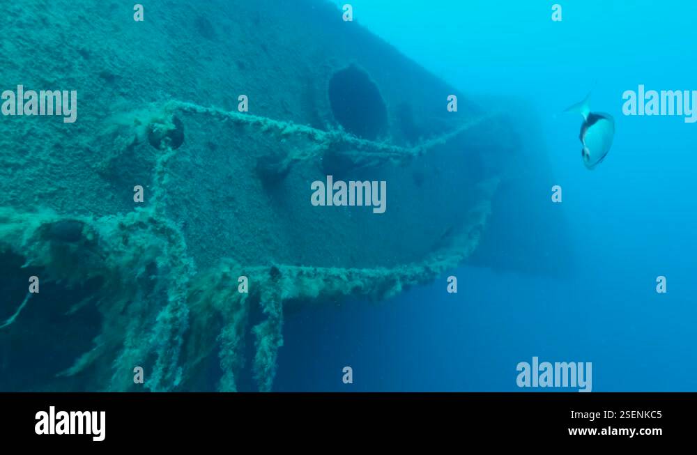 Shipwreck Swedish ferry MS Zenobia, a flock of Blacktail Bream fish ...