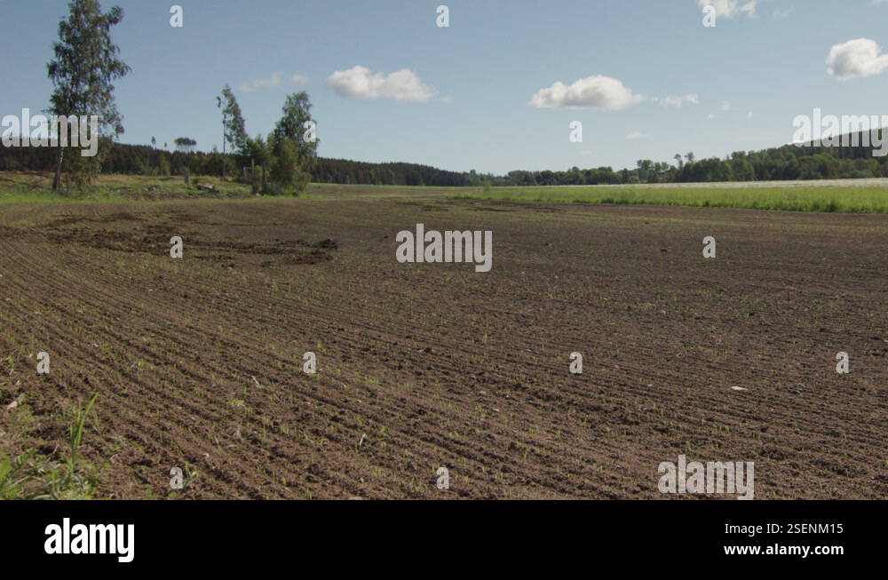 TIMELAPSE PAN over 2 months of crops growing from seed, sunny day Stock ...