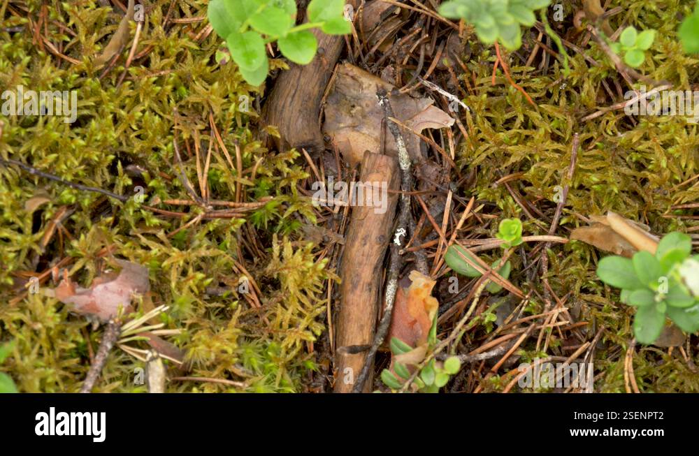 Close up top view of the ant transportation path Stock Video Footage ...