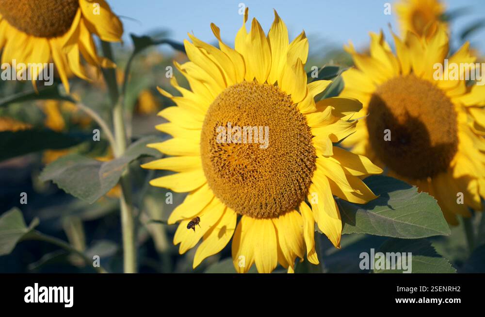 Honey Bee Gather Nectar and Pollen on Sunflower in Field Bright Sunny ...