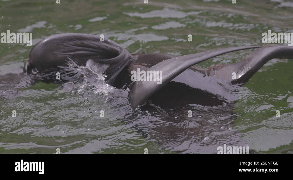 Beautiful Northern fur seal in water Callorhinus ursinus . 4K slow ...