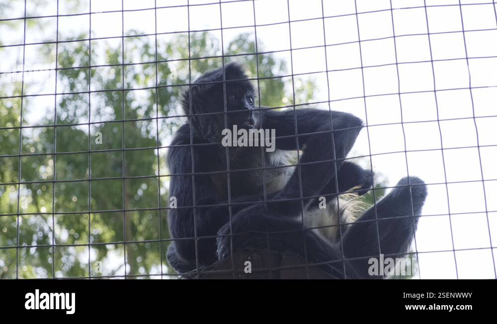 Hairy Macaque monkey scratching its back sitting behind wire zoo mesh ...
