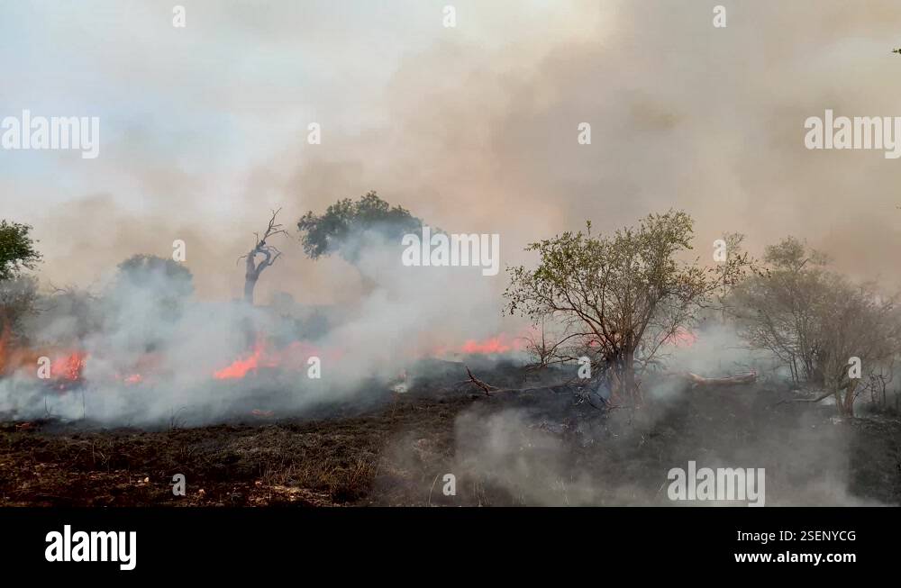 A steady low angle of a hot wildfire burning everything in sight Stock ...