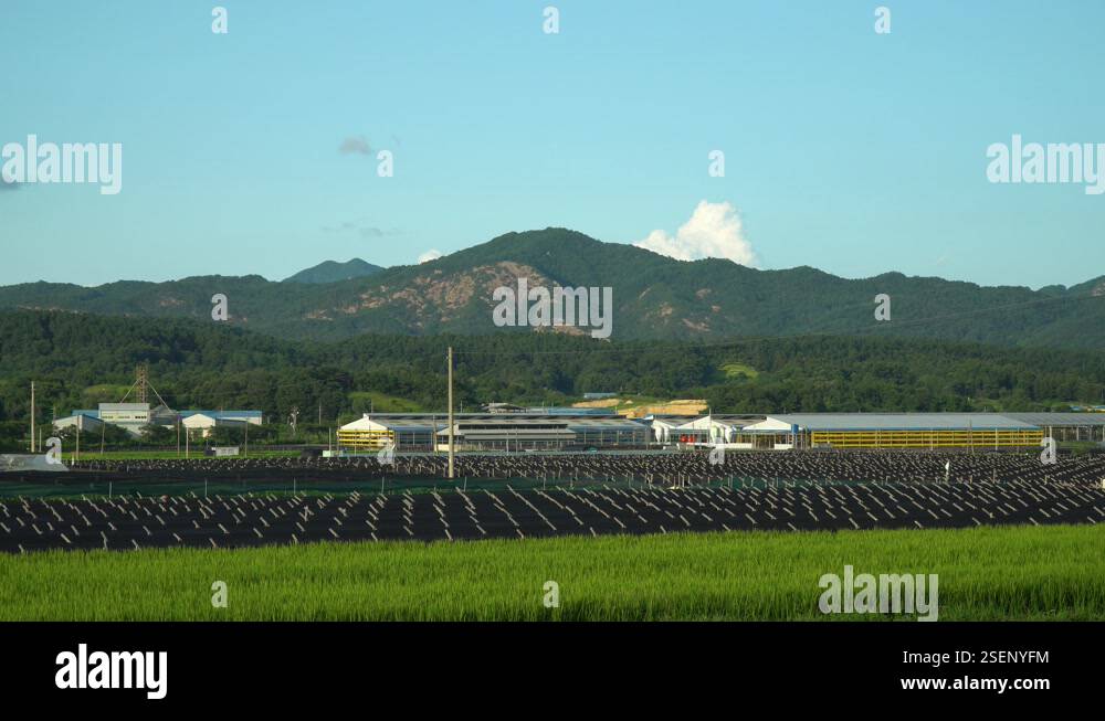 Geumsan city - ginseng and rice field over Mountains on a sunny day in ...