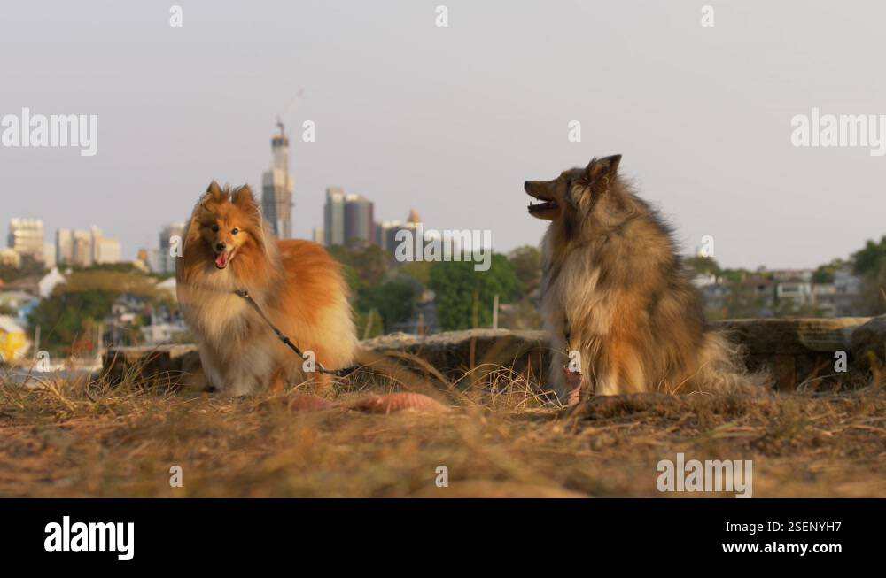 Sheltie dogs with Sydney skyscrapers background slow motion 4K Stock ...