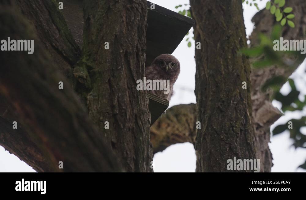 Little Owl Standing On Edge Of Bird Box In Tree. Low Angle, Slow Motion ...