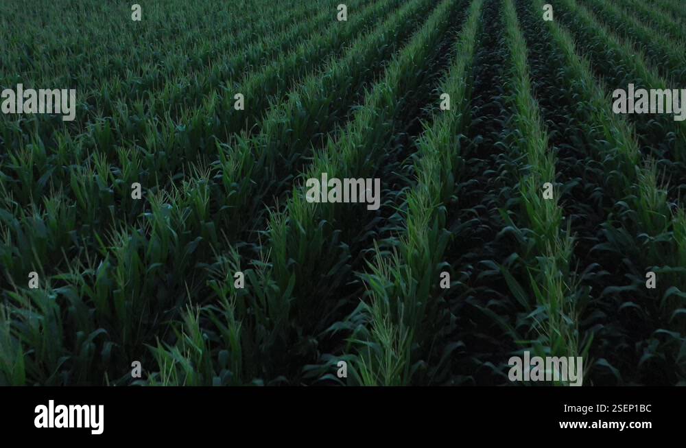 Rows of Corn in a Field, Drone Aerial View, Robertson County Texas, USA ...