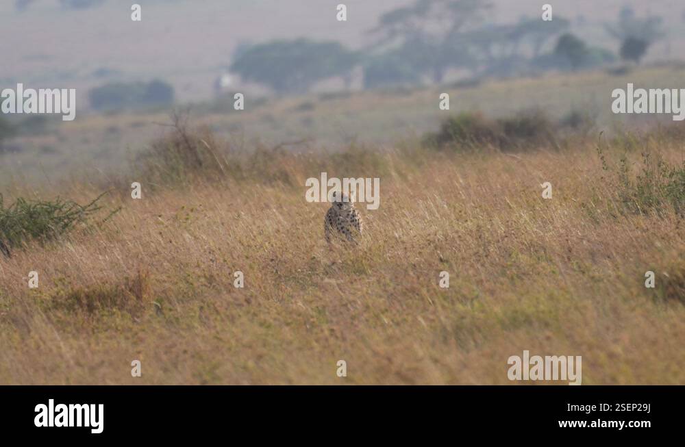 Cinematic and epic wild cheetah in slow motion. Isolated walking ...