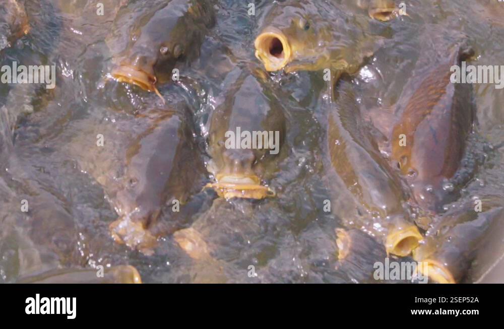 Crowding of carp fish (Tilapia fish) looking for food with wide-open ...