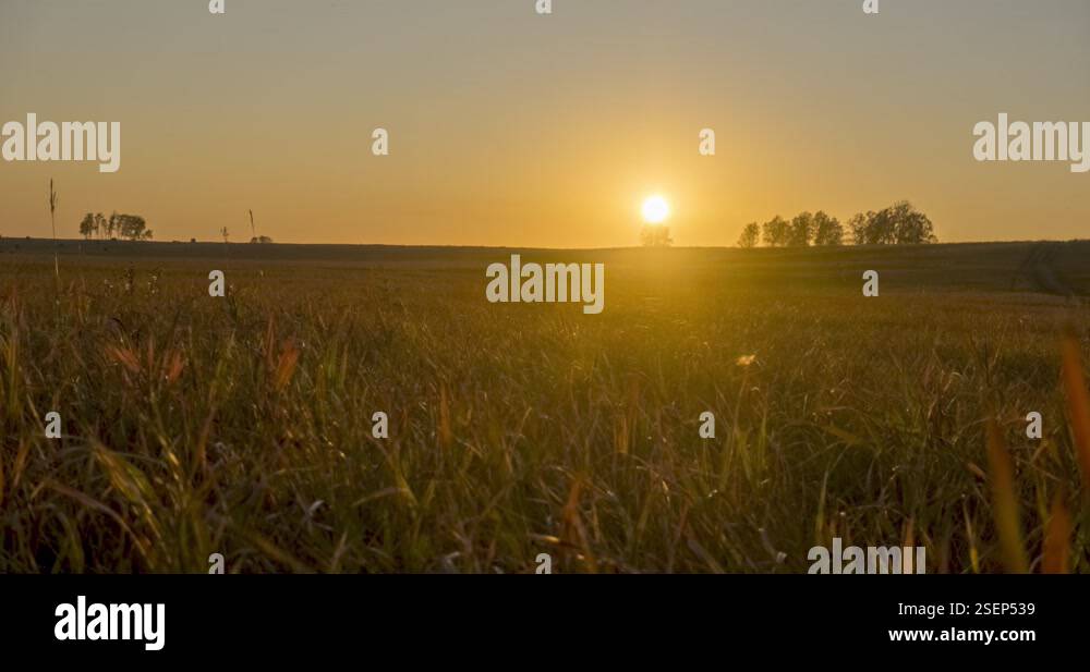 Flat hill meadow timelapse at the summer sunset time. Wild nature and ...