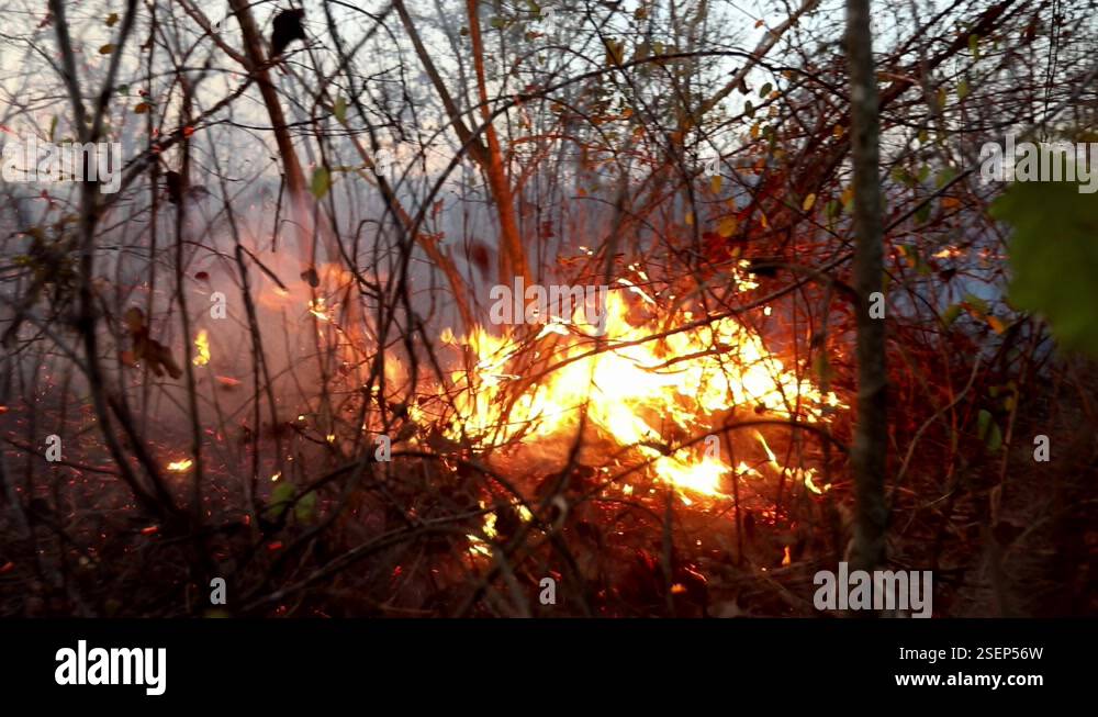 Flames spread in a dangerous wildfire in the Brazilian Cerrado as the ...