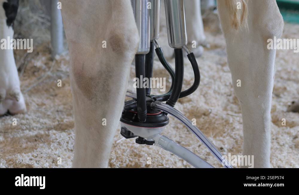 Close up: portable milking suction machine with teat cupt during work ...