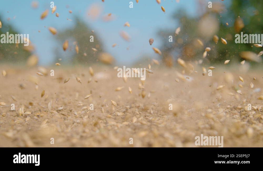 CLOSE UP, DOF: Seeds landing on arid soil of a patch of land in rural ...