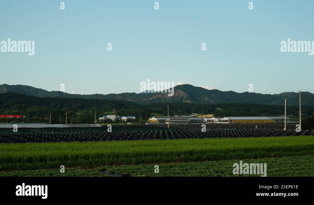 Scenic View Of Ginseng And Rice Farm In Geumsan, Chungcheong, South ...