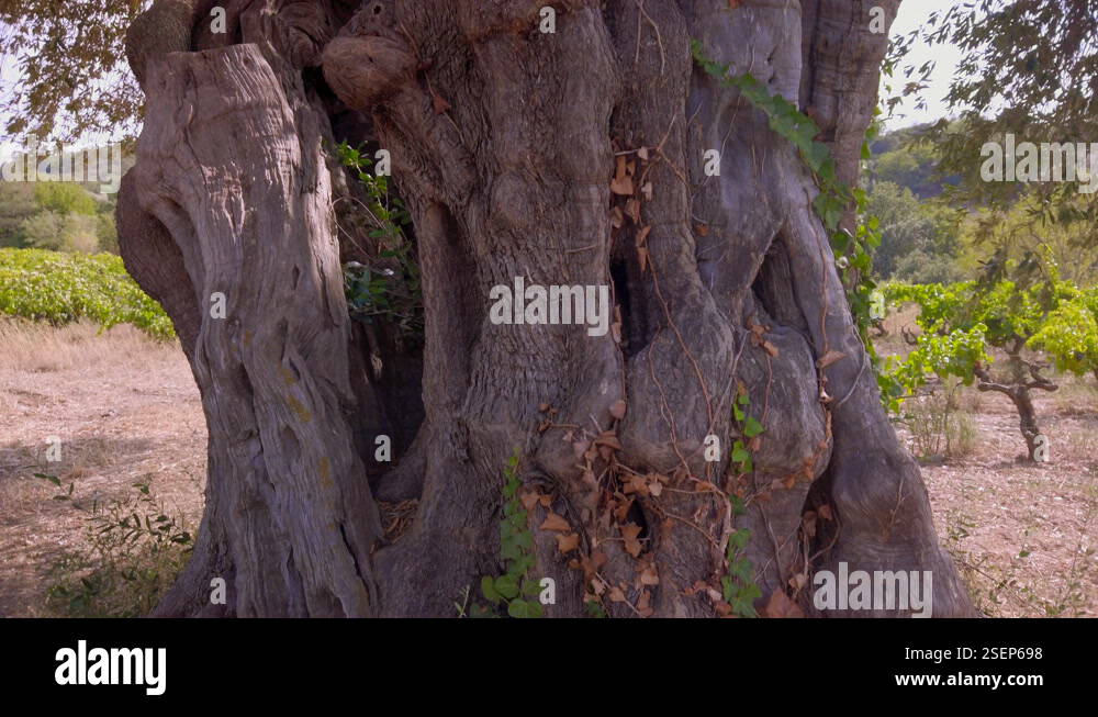 Shoot from the bottom up.Olive tree centenary, circumference of the ...