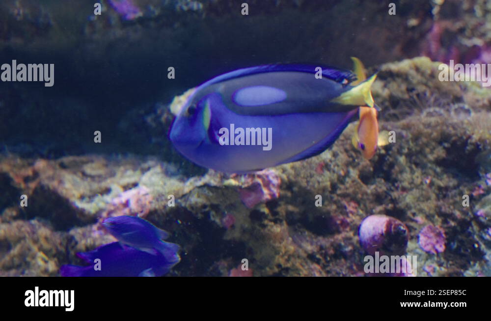 Blue Tang Fish At The Sendai Umino-Mori Aquarium In Japan - close up ...