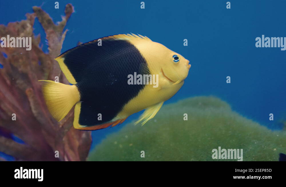 Rock Beauty Fish Swimming At The Sendai Umino-Mori Aquarium In Japan ...