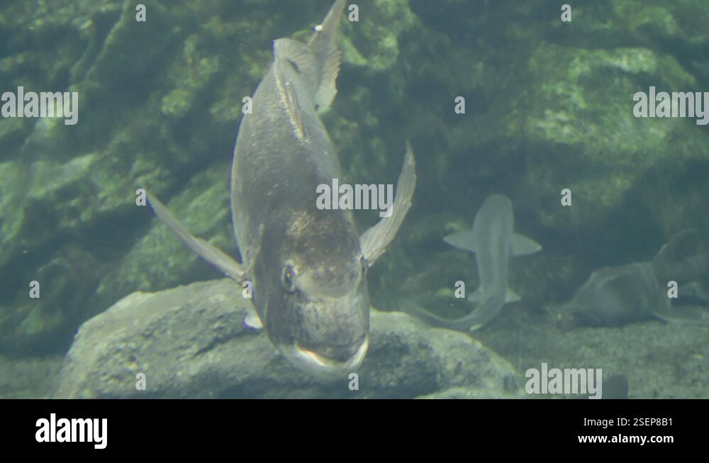 Close Up Of Red Seabream (Pagrus Major) In Aquarium Water. Umino-Mori ...