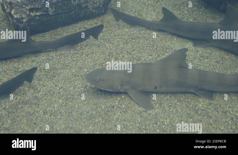 Starspotted smooth-hound Found At Sendai Umino-Mori Aquarium In Japan ...