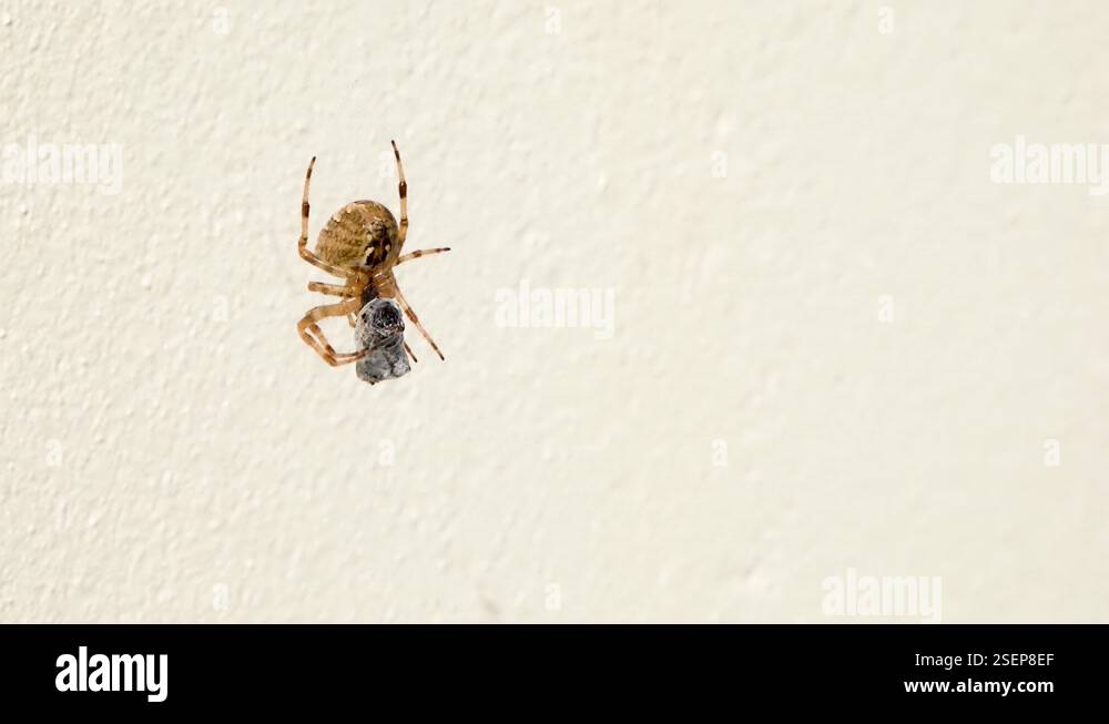Cross Orb weaver spider eating prey in Ireland - View from the ...
