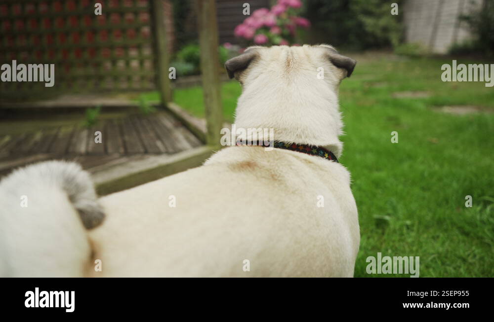 Pug Dog filmed from behind looking alert in a garden. 4K Stock Video ...