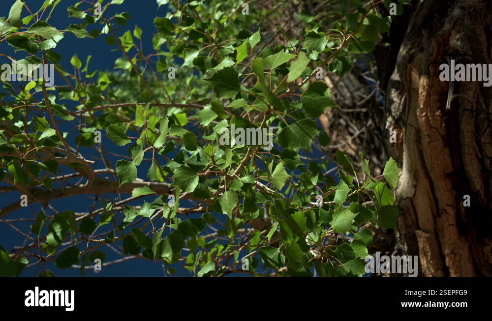 Leafy Cottonwood Tree Sway As The Wind Blows Against Blue Sky ...
