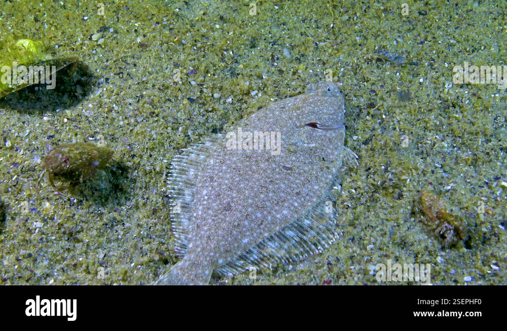 Young fish Black Sea flounder (Platichthys flesus luscus) floats on the ...